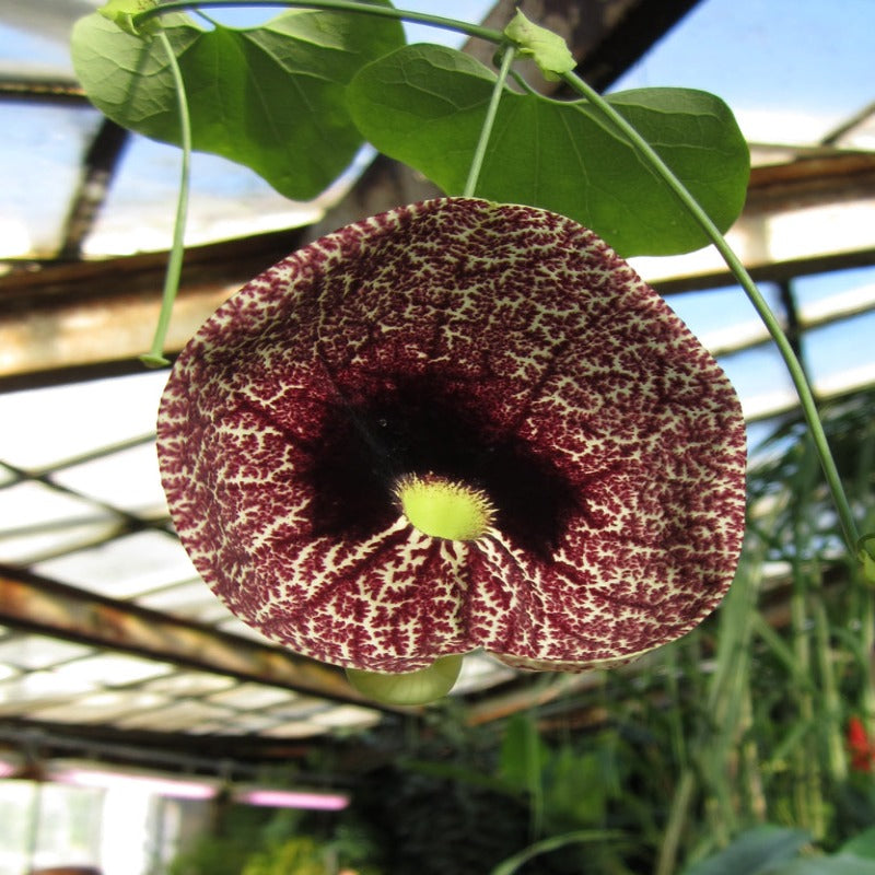 Raw Duck flower – Three Vegan Soulz